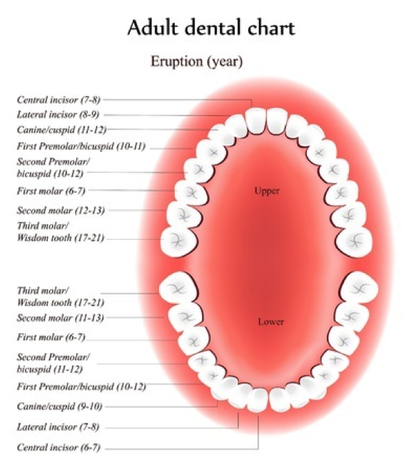 What Are The Different Types of Teeth? | Water Tower Dental Care